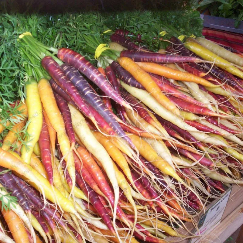 Bulk Carrot Seeds Potted Vegetable Seeds Carrots 100 Real Rainbow Radish Seeds 200 Particles