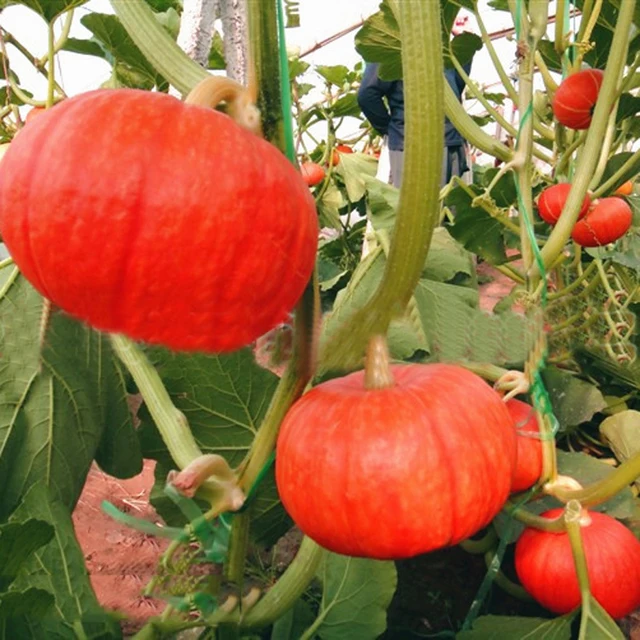 Multi-Varieties Pumpkins Seeds, 100pcs/pack – GreenSeedGarden