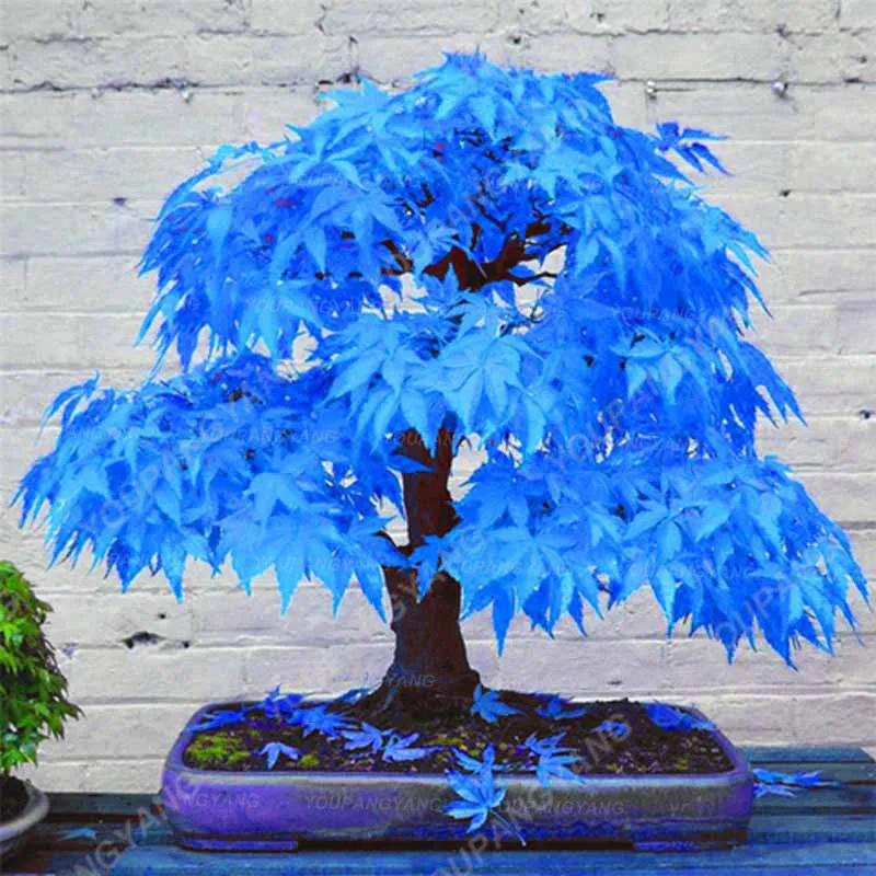 20pcs Purple Blue Ghost Japanese Maple Tree Bonsai Flower Plants Potted ...