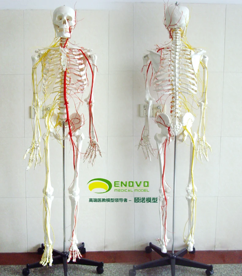 Genuine Human 170cm Skeleton Nerve And Vascular Skeleton Specimens ...