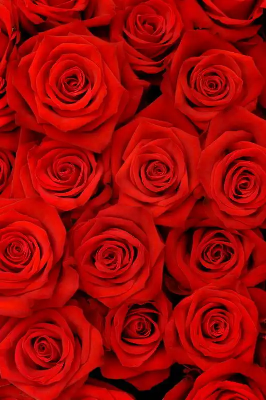 Red Rose Flowers Portrait Photo Backgrounds 200x300cm Wedding Backdrops ...