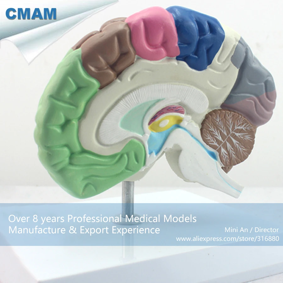 Brain Functional Anatomy