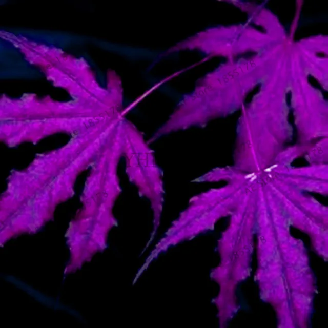 Japanese Purple Ghost Maple Tree Bonsai Flores Acer Palmatum Garden ...