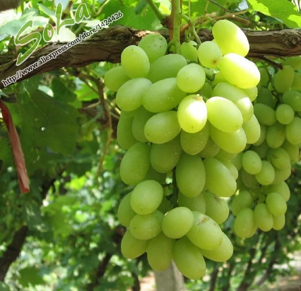 150pcs/lot Chinese Green Grape Seeds Sweet Outdoor Plants Grape Fruit ...