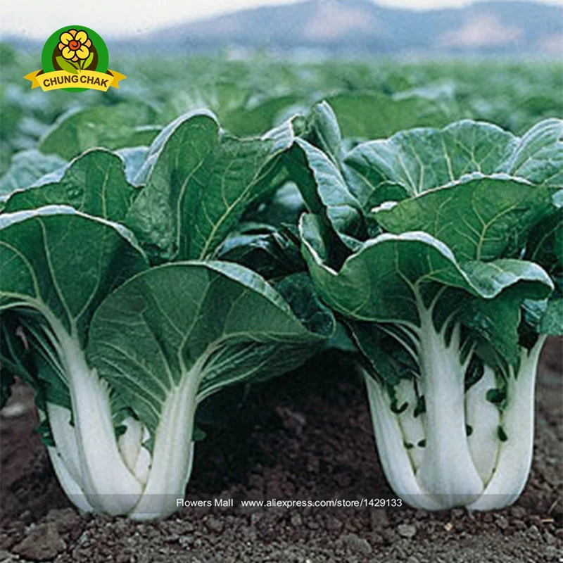 Cabbage PAK CHOI seeds 300PCS organic milk cabbage seeds vegetable ...