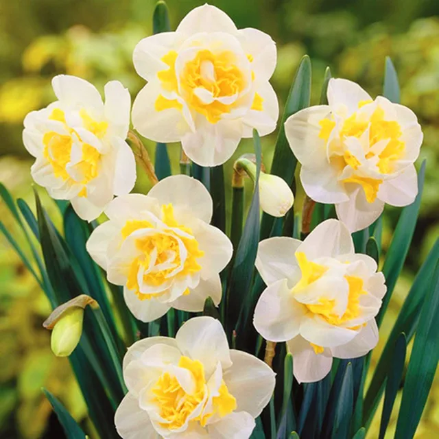 Multi-Varieties Daffodil Seeds, 100pcs/pack