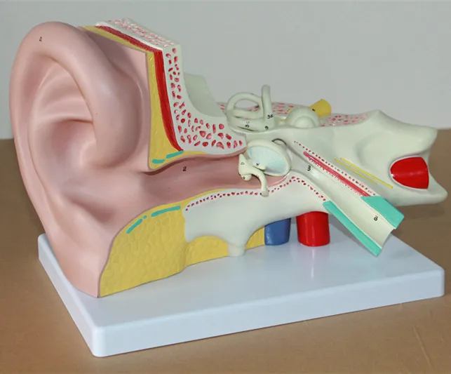 Ear Anatomy The Inner Ear Labyrinth Model Human Auditory System Model ...