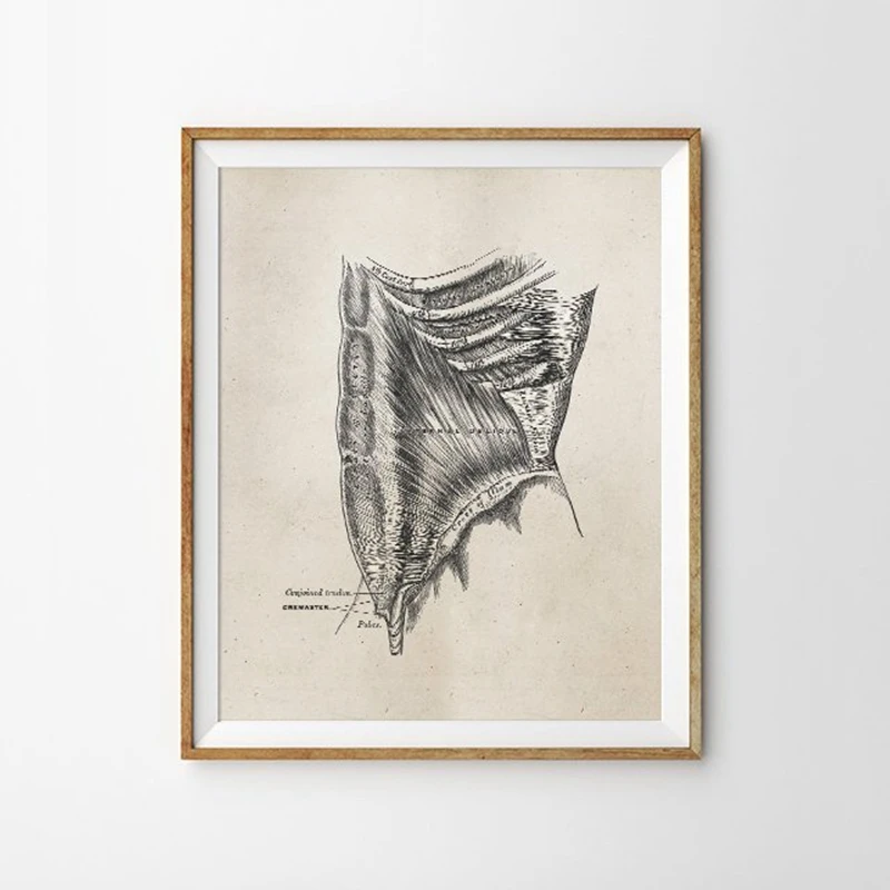 Human Anatomy Canvas Art Prints Vintage Poster , Medical Anatomy ...