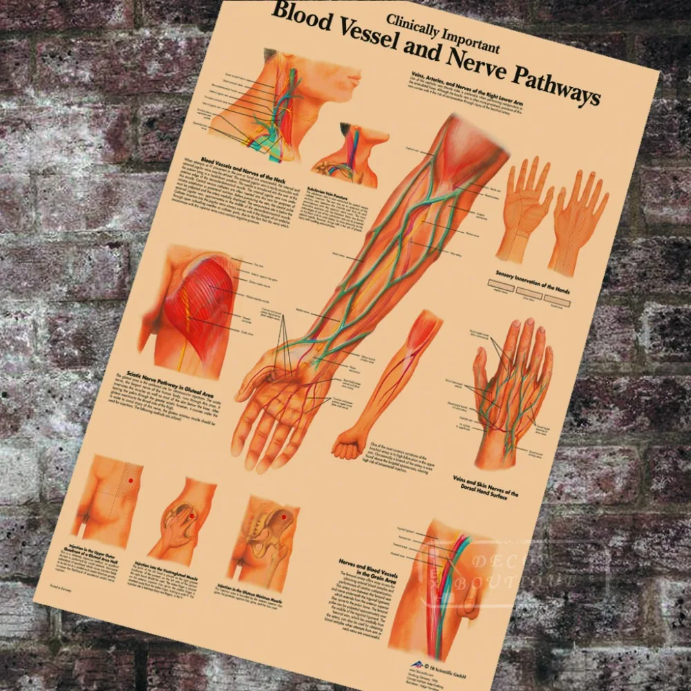 Anatomy Pathology Anatomical The Human Skeleton Chart Classic Canvas ...