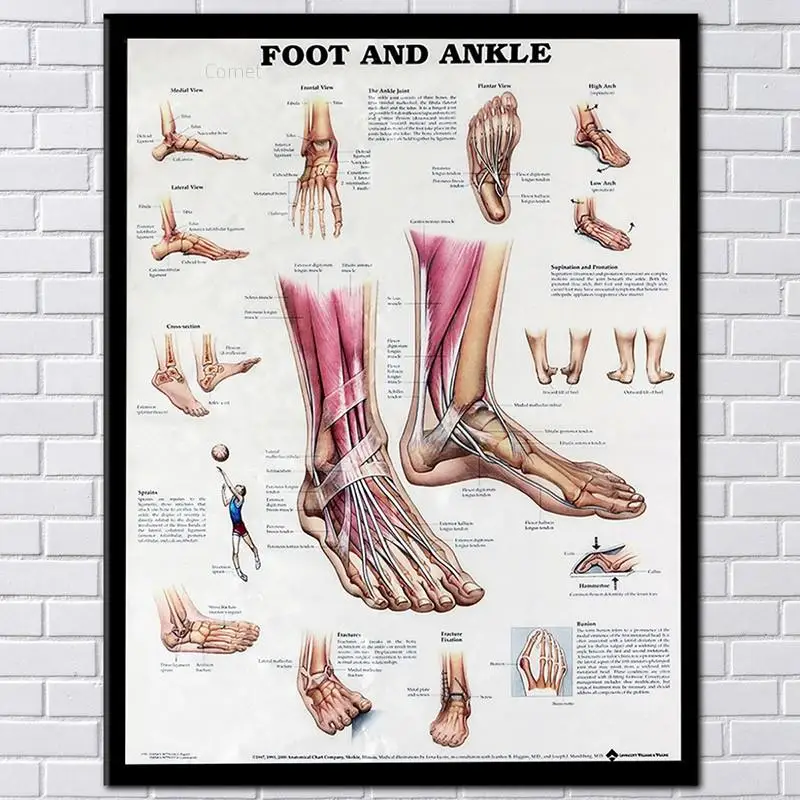 Buy Human Body Chart Anatomy Foot And Ankle Poster Anatomical Chart Human Body Educational for ...