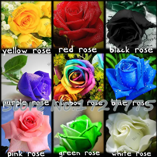 Free shipping 100 seeds 20 kinds Rare Osiria Rose beautiful rainbow ...