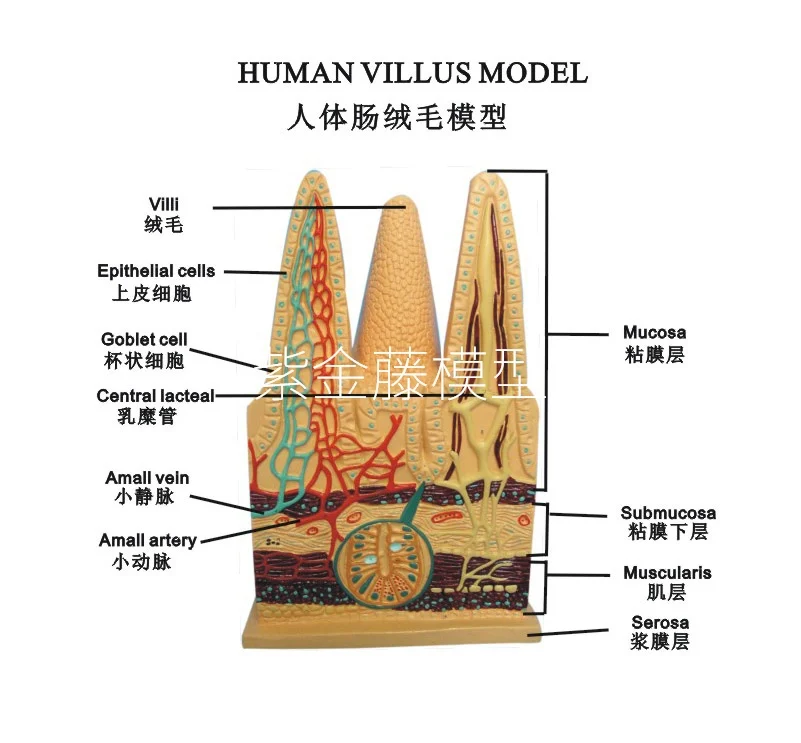 Small Intestine Villi Model