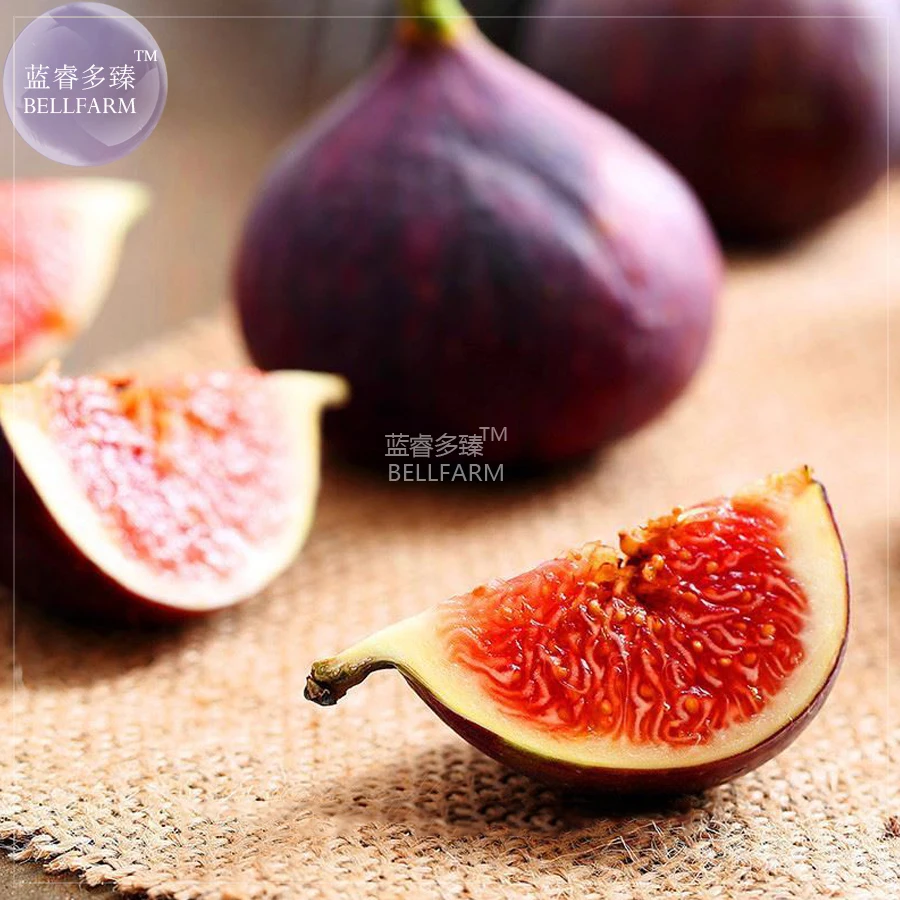 US$ 0.72 - BELLFARM Rose Red Fig Ficus Carica Tree Fruits Seeds, 5 ...