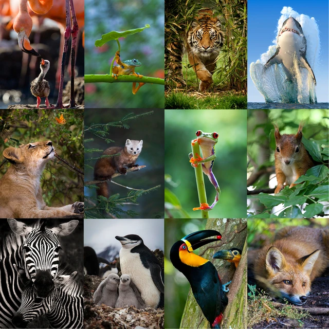 Planet Earth Animals