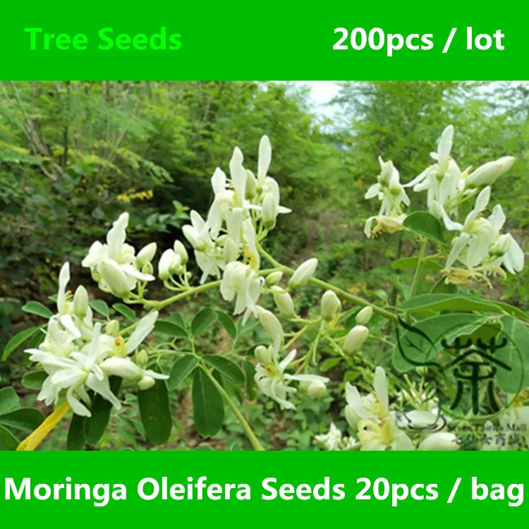 Online Buy Wholesale moringa oil from China moringa oil Wholesalers ...