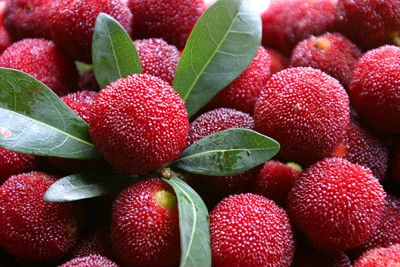 3 Myrica Rubra Yangmei Seeds Purple-Red Fruit Japanese Red Bayberry ...