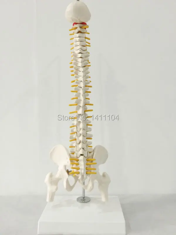 Free-shipping-45cm-Bone-model-can-not-be-curved-spine-with-femur ...