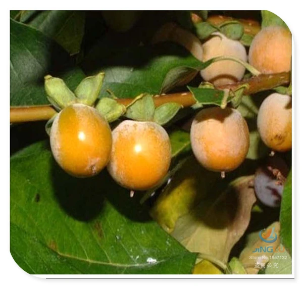 Date Plum Flower