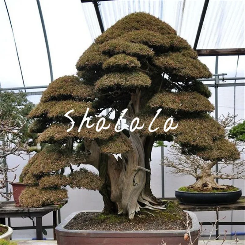50 Pcs Japanese White Pine Pinus Parviflora Tree Bonsai Evergreen DIY ...