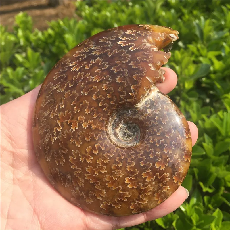 Natural Ammonite Fossil Specimen Ammolite Ocean Animal Snail Conch ...