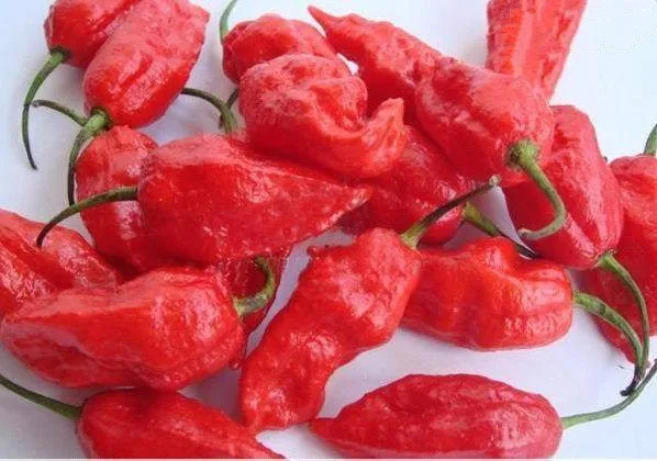 Vegetable paprika seeds The devil pepper The world's hottest chili seed ...