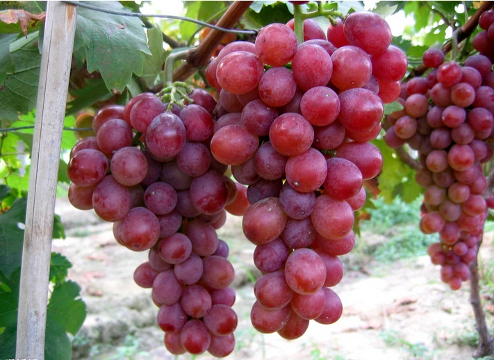 Rainbow Grapes Tree