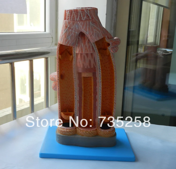 Magnified Artery and Vein Model,Arterial anatomy model ,Vein anatomy ...