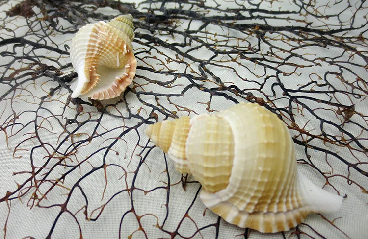 250g Natural Conch Shell Crooked Screw Aquarium Landscaping Wedding ...