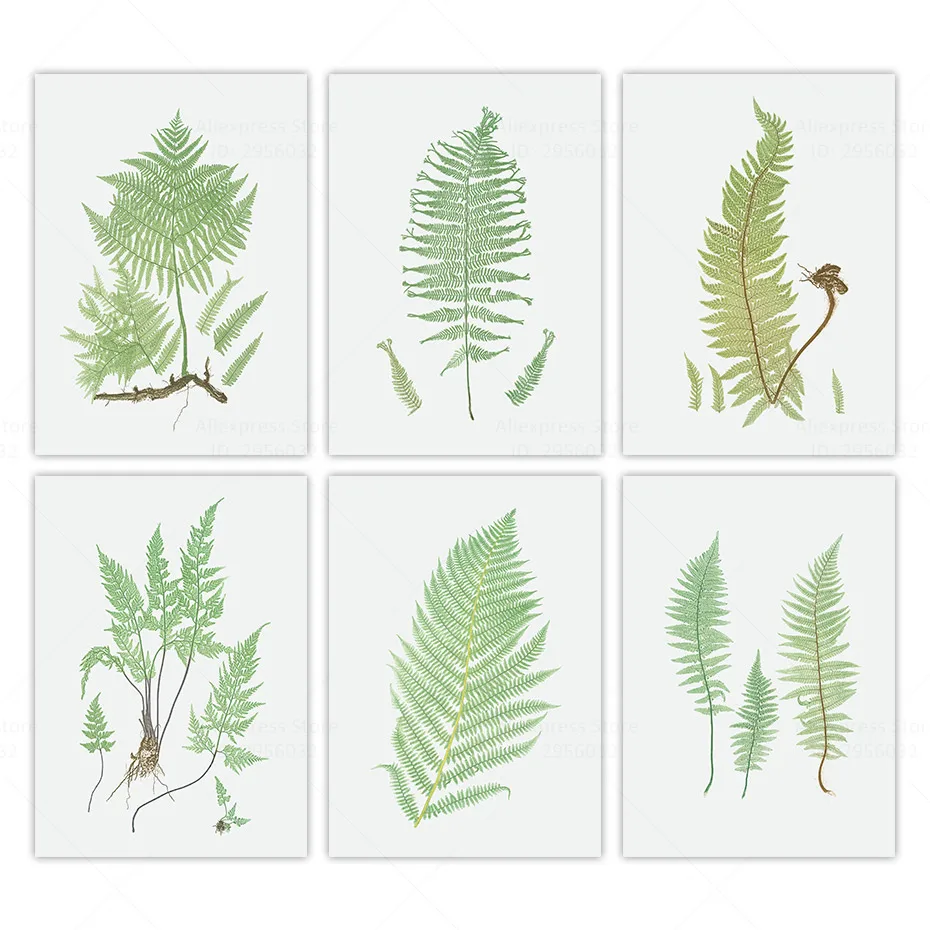Green Fern Leaf Antique Print Green Fern Leaf Retro Print Acrostichum ...