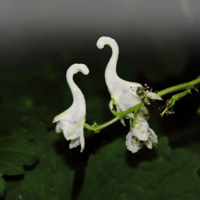 Rare White Swan Flower Seeds Garden Terrace With Characteristics Rare ...
