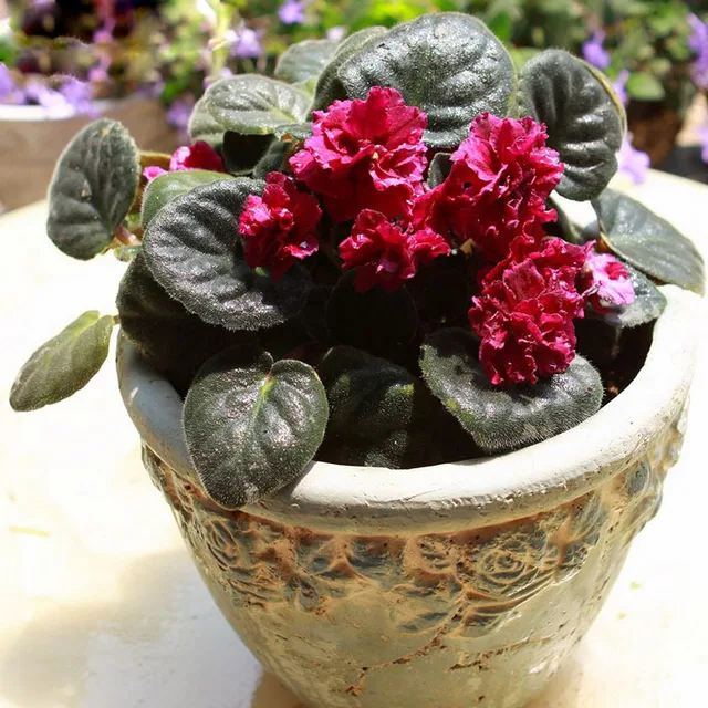 Hot Sale Red Violet Flower 100pcs/Pack – GreenSeedGarden