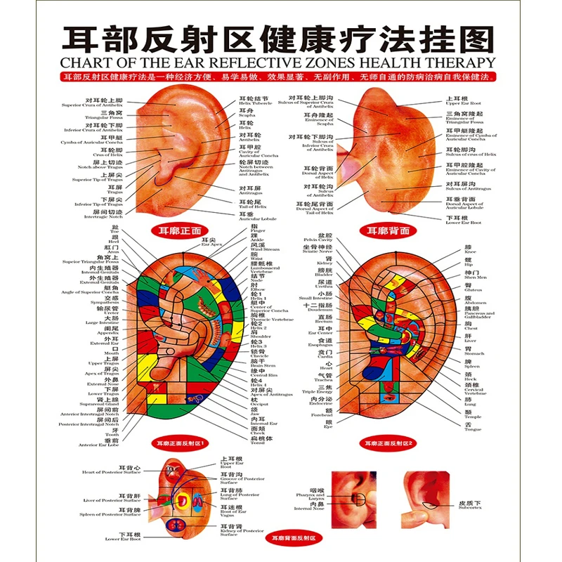 Standardized Meridian Acupuncture Wall Charts The Human Meridian Points ...
