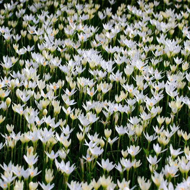 Zephyranthes Candida Seed, Onion Orchid Seeds, 100pcs/pack