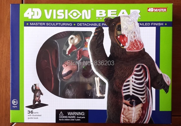 4d Master Vision Brown Bear Anatomy Model Skull Skeleton Anatomical ...
