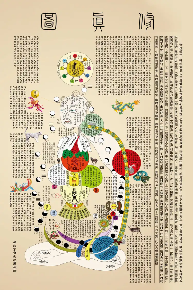 standard meridian points of human wall chart female / male acupuncture ...