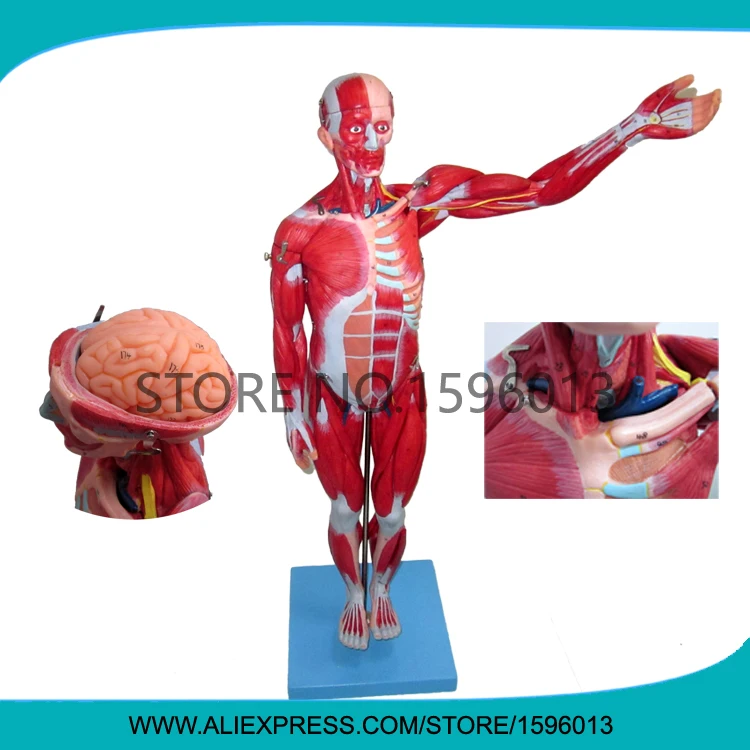 Vivid 78CM Full Body Muscles Model with internal Organs 27 parts ...