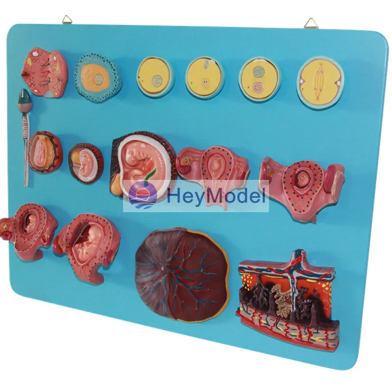 HeyModel-Fertilization-and-Early-Embryo-Development-Process-Model.jpg