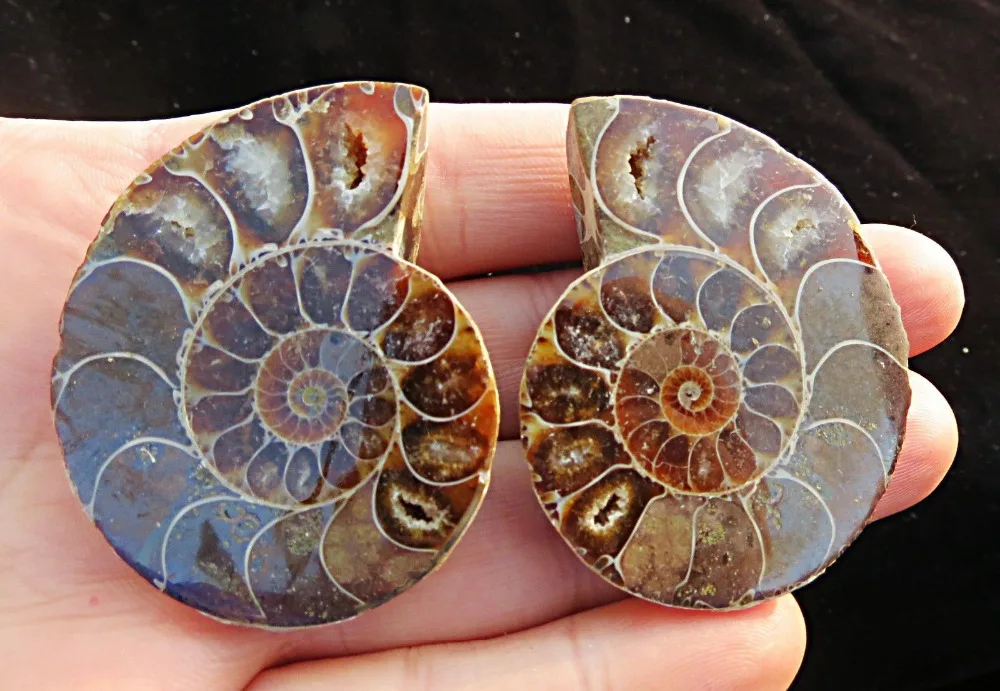 rainbow a pair of conch fossils !!! Sea Shell mineral specimen ...