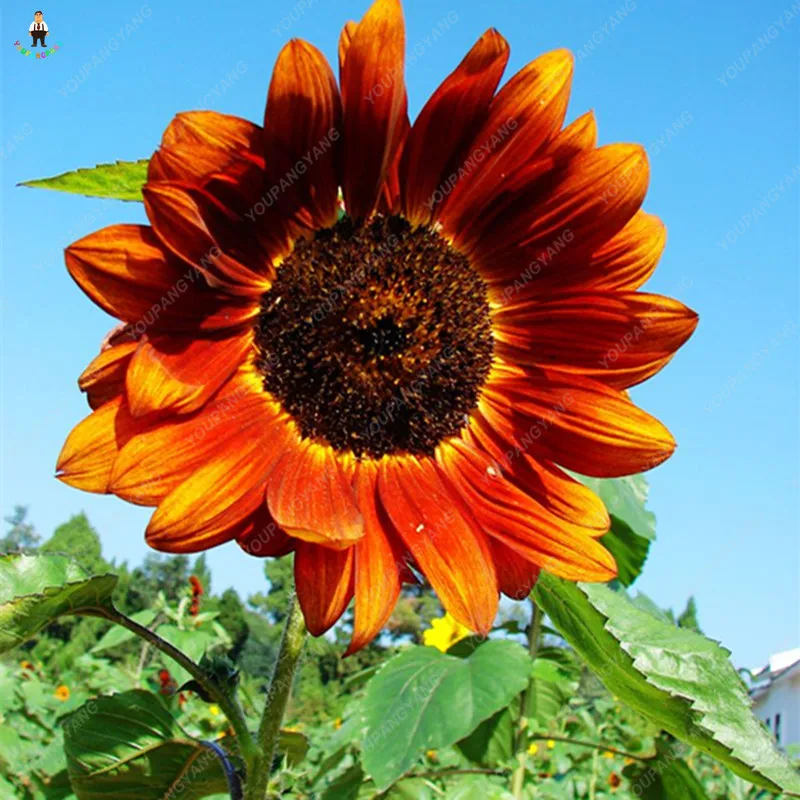 20Pcs Mini Sunflower Bonsai Flower Rare Color Sunflower Indoor Bonsai ...