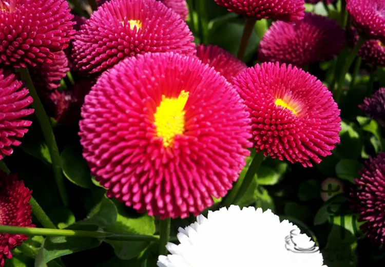 Bellis Perennis Daisy Flower Extract | Best Flower Site