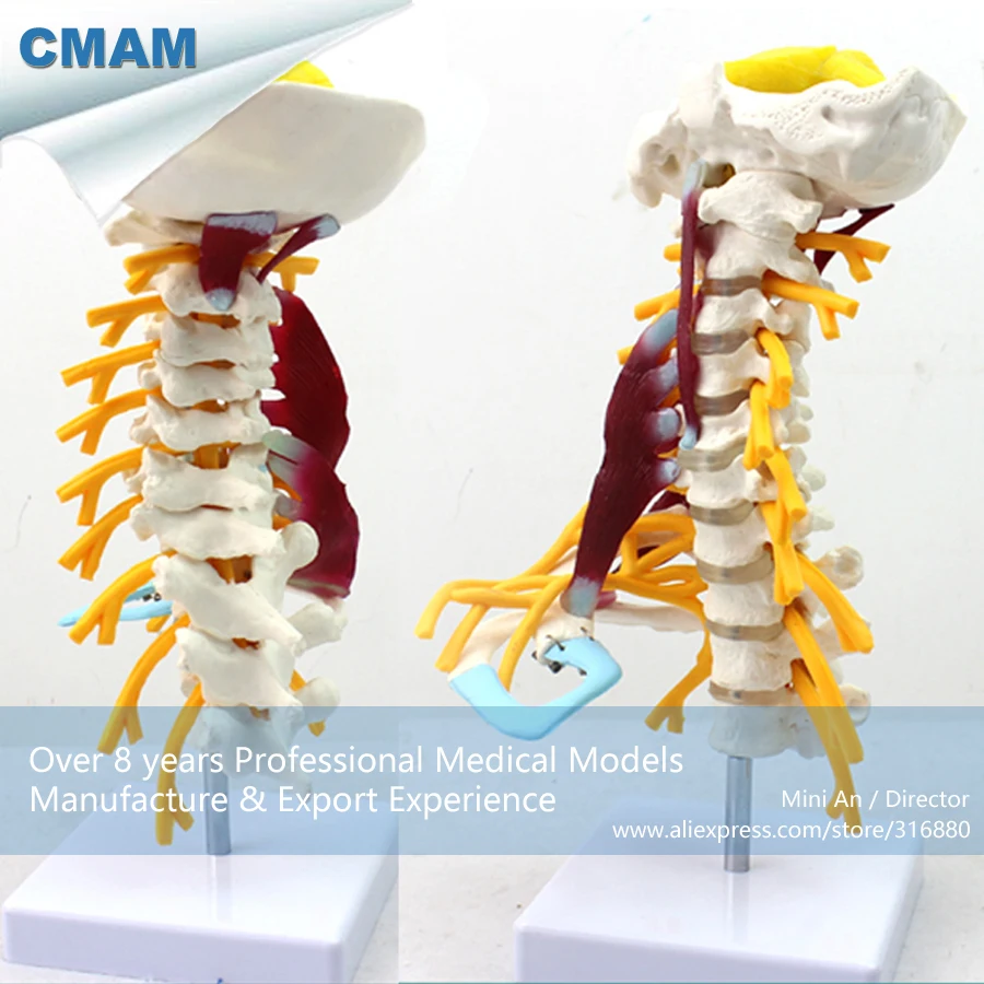 Anatomical Mini Vertebral Column Elastic Model