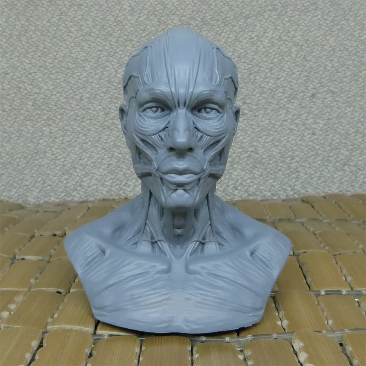 Art of human musculoskeletal head carving,Art Bust Painting Reference ...