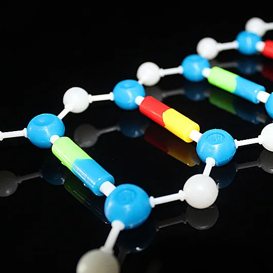 Dna Molecule Model Kit