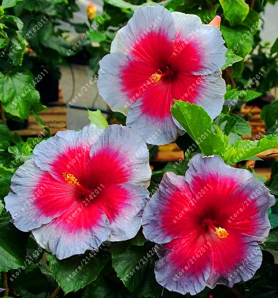 Купить 100 шт./пакет гигантский цветок гибискуса семена семян гибискуса ...
