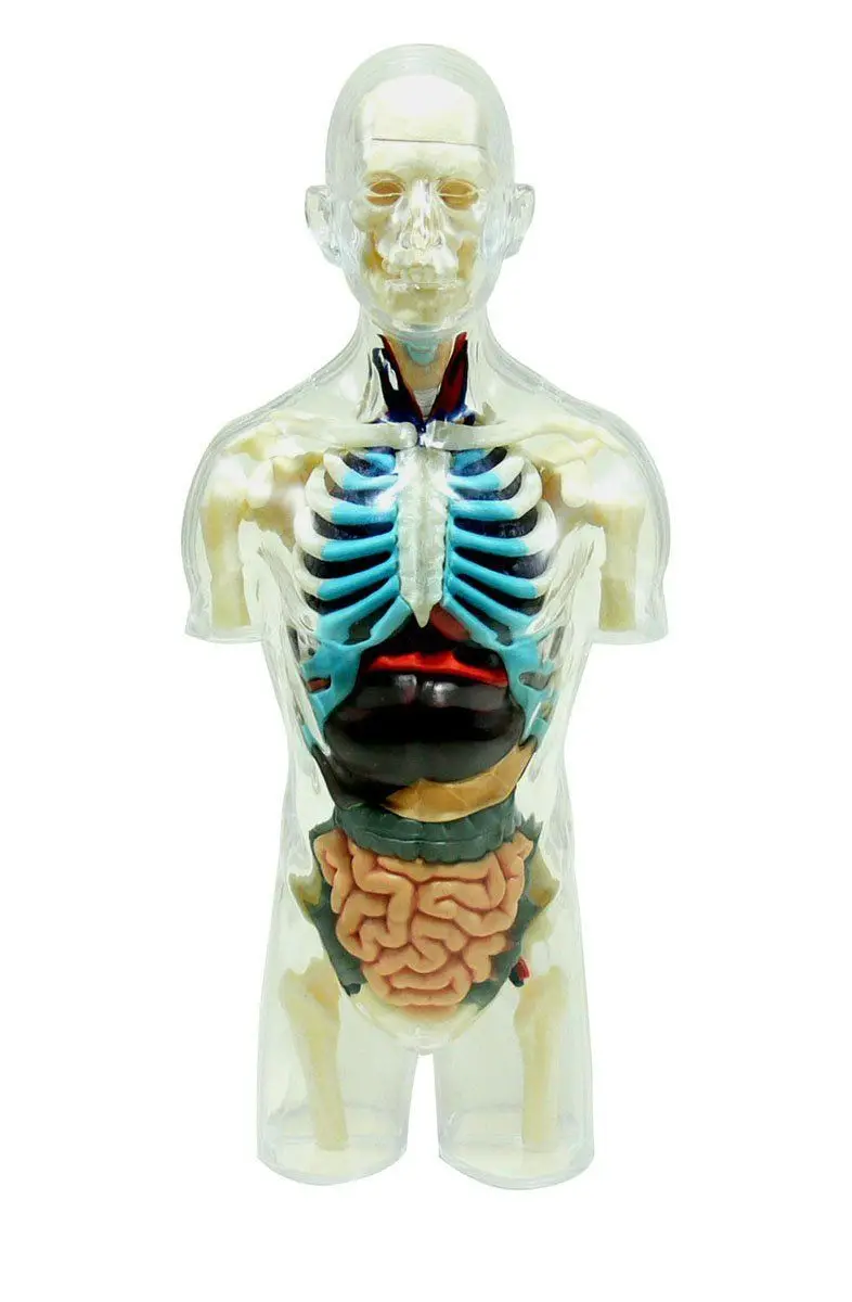 8" 4D master TRANSPARENT TORSO ANATOMY MODEL medical human skull ...