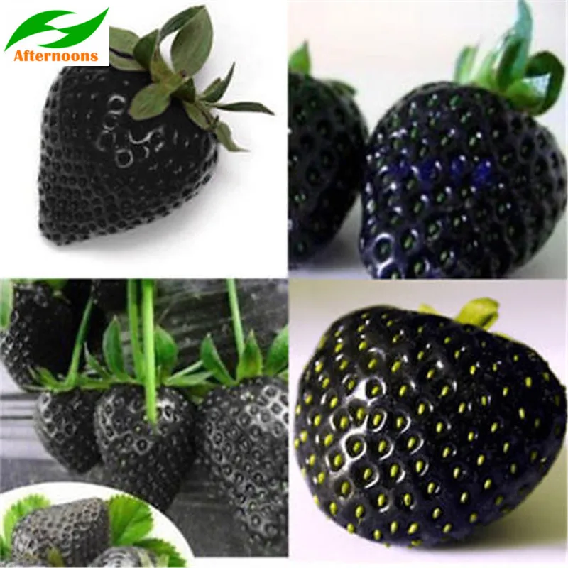 500PCS Black Strawberry Seeds Super Sweet Fruit Seeds Bonsai Plants ...