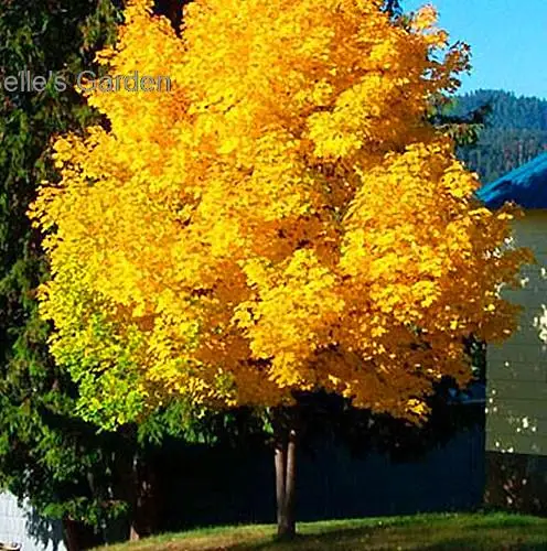Free Shipping 50pcs/bag Acer Platanoides "Princeton Gold" Seeds Bonsai ...