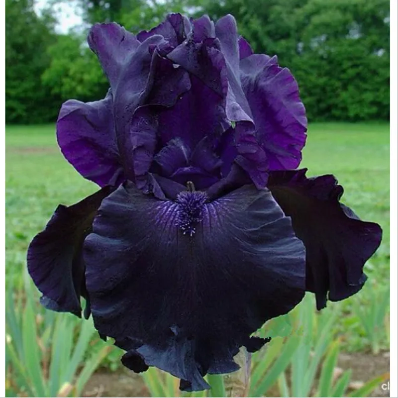 Tall Bearded Iris Seeds Iris Darkness Seeds Black Purple Light Blue ...