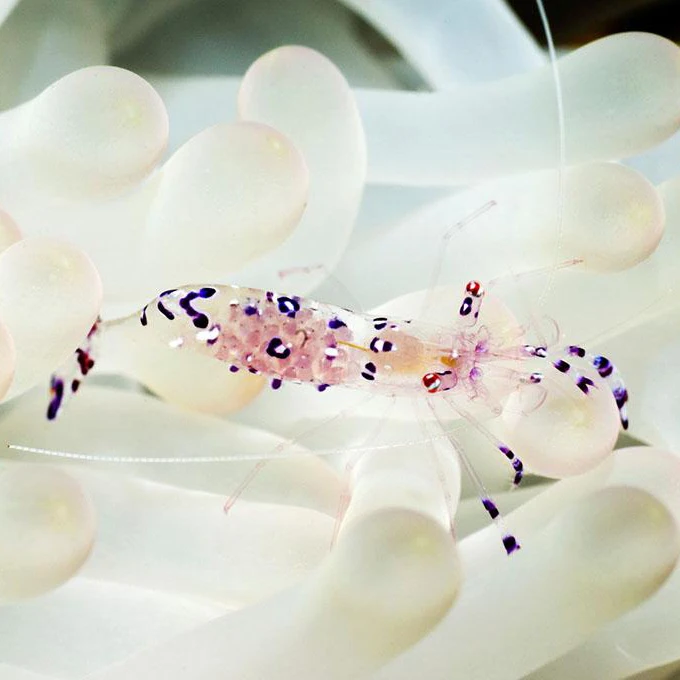 Aliexpress.com : Buy Pets live marine fish wholesale aquarium glass ...