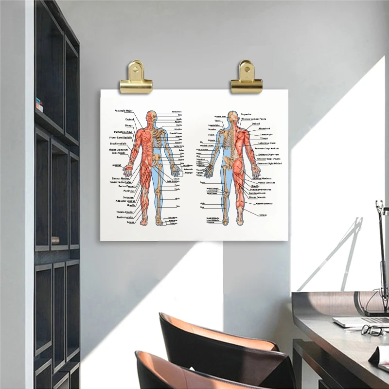 Human Bony and Muscular System Didactic Board Prints Medicine ...